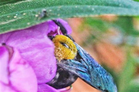 Premium Photo Close Up Of Insect On Purple Flower