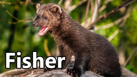 Fisher Fisher Cat 🦫 Interesting Facts Youtube