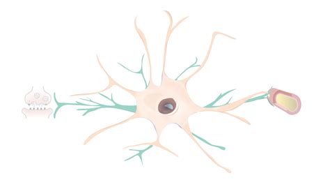 Astrocytes GeneTex
