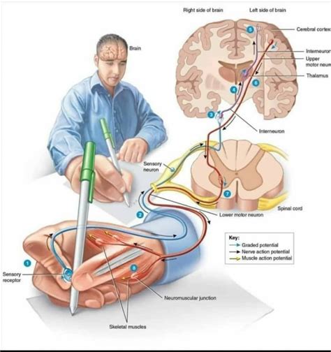 Is Handwriting Really A Brainwriting