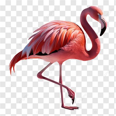 핑크 플라밍고 서 핑크 플라밍고 서 있는 새 Png 일러스트 및 이미지 에 대한 무료 다운로드 Pngtree
