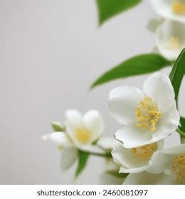 Create Jasmine Bunch Left Side On AI Generated Image