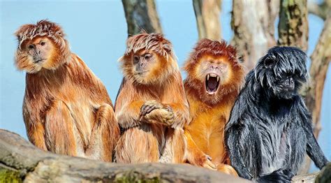 Trachypithecus Auratus Monaco Nature Encyclopedia