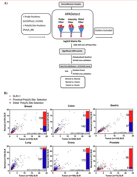 Figure 1 From Alternative Polyadenylation Patterns For Novel Gene Discovery And Classification