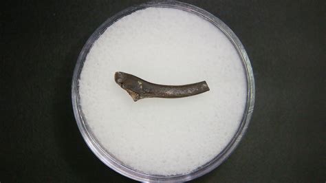 Permian Tetrapod Rib Bone 36 Fossils For Sale