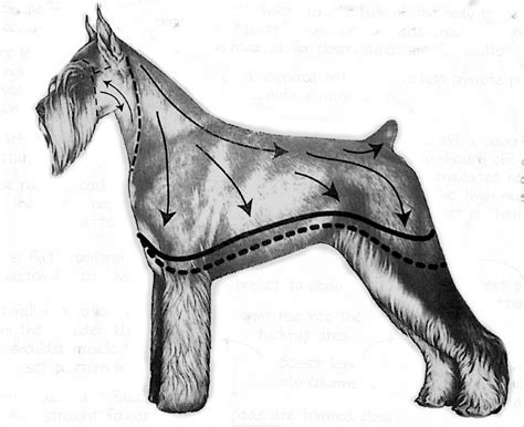 Schnauzer Look Grooming Guide Standard Schnauzers Western Australia