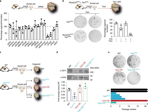 Tet1 Catalytic Activity Is Required For Liver Organoid Initiation And Download Scientific