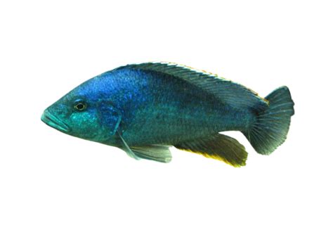 Nimbochromis Polystigma Fanies Fishroom