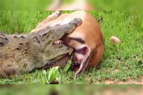 鳄鱼咬住羚羊，关键之时鳄鱼却突然松了嘴？鳄鱼关键羚羊