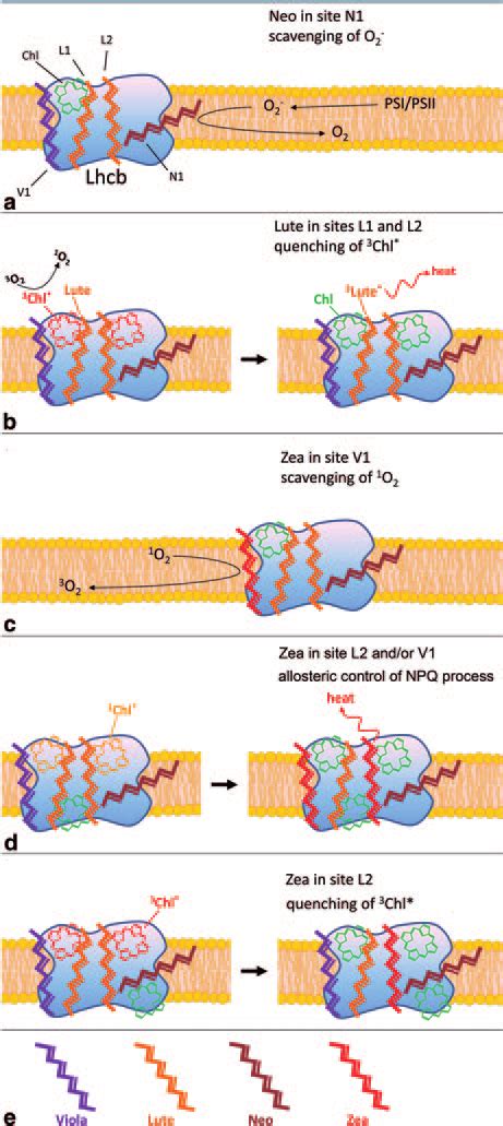 7 Functional Genomics Of Higher Plant Carotenoids Reverse Genetic Of Download Scientific