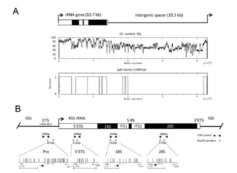 Map Of A Human 43 Kb Rdna Repeat A The Transcription Start Sites Of Download Scientific