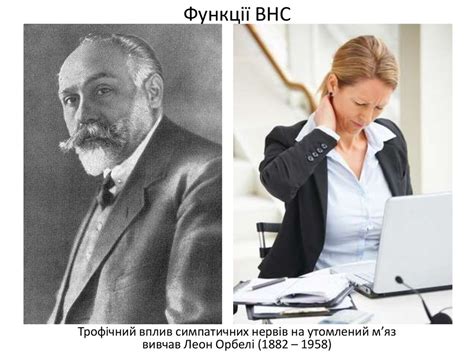 Будова та функції вегетативної НС презентация онлайн
