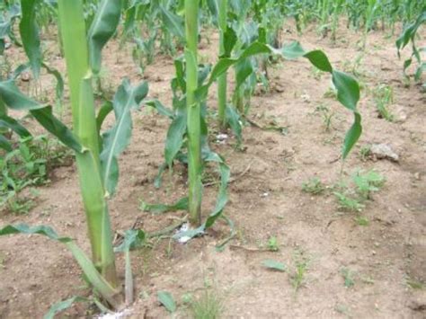 Fertilizer Application In Maize Experimental Plot Flickr Photo Sharing