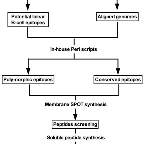 Peptide Identification And Selection Methodology Scheme Download