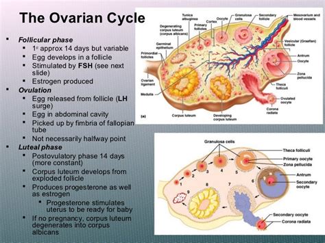 The Reproductive System