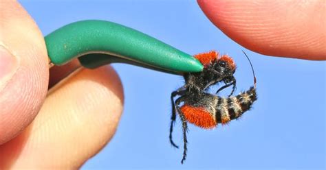 Cow Killer Farm House