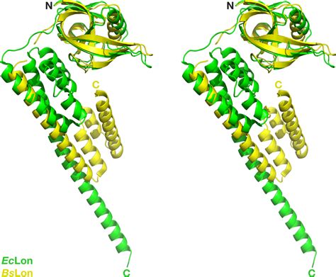 Superposition Of The Structures Of The N‐terminal Fragments Of Eclon