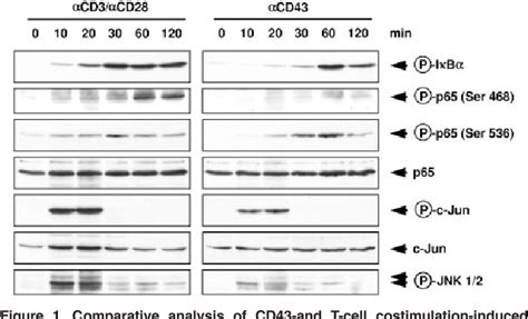 Figure 1 From Comparative Analysis Of T Cell Costimulation And Cd43 Activation Reveals Novel