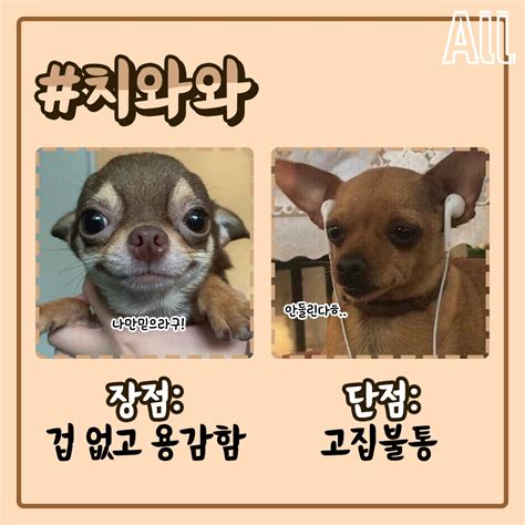 언니의 모든 것 강아지상 여친 장단점 Zip💛 쟈기야 나는 오때 ╰ ° ° ╯