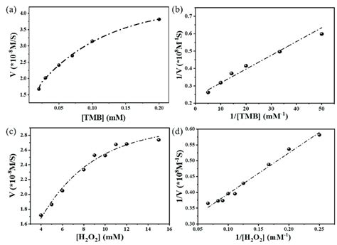 Steady State Kinetic Experiments Of Fe3cn C For Catalytic Tests A