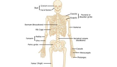 What Is The Skeletal System Twinkl