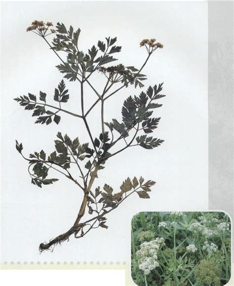 水芹 江西棉田常见杂草 图片