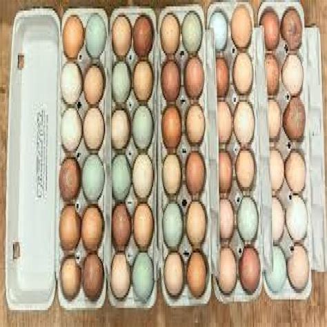 egg detection final object detection dataset v6 2023 06 23 12 46pm