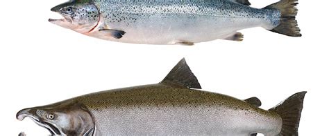 The Differences Between Types Of Salmon