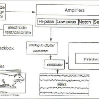 Recording System Of EEG Signals Download Scientific Diagram