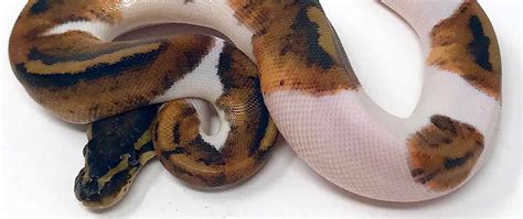 Pied Ball Python Morphs Piebald Python Morph For Sale Breeders