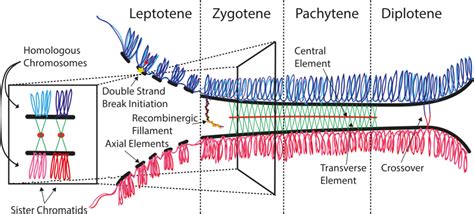 What Is The Difference Between Diplotene And Diakinesis Compare The Difference Between Similar
