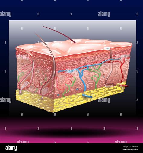 Skin Anatomy A Visual Guide To Human Skin