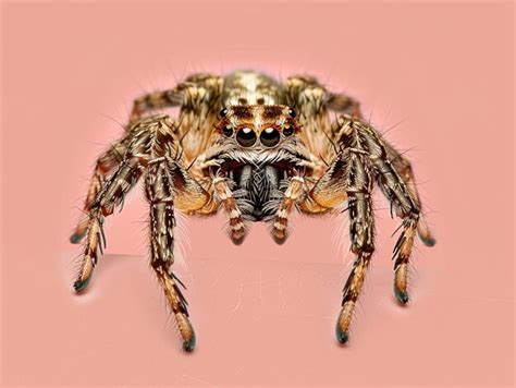 A Spider That Has A Spider On Its Back Premium Ai Generated Image