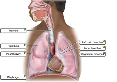 Bio Ch22 Respiratory System Homework Flashcards Quizlet
