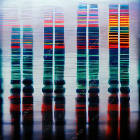 Dna Sequencing Illustration Stock Image C0561403 Science Photo