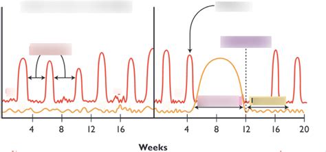Cat Estrous Cycle Diagram Quizlet
