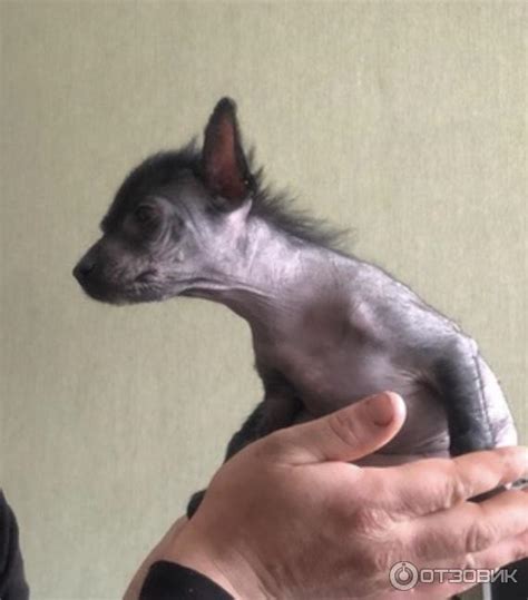 Отзыв о Голая Китайская хохлатая собака Моя жизнь превратилась в ад