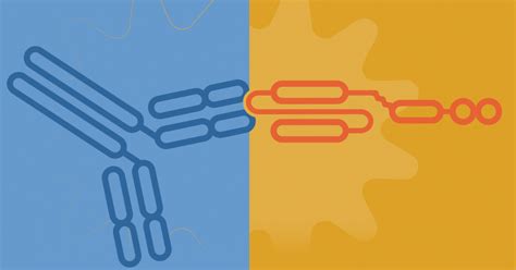 Car Linker Antibodies For Whitlow218 And G4s Car T Cell Research