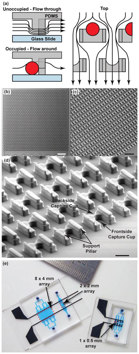 Microfluidic Device For Cell Capture And Pairing A Schematic Of The Download Scientific