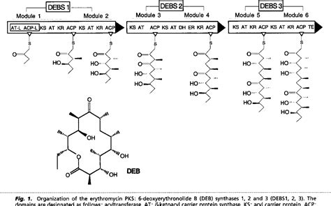 Erythromycin Biosynthetic Process Semantic Scholar