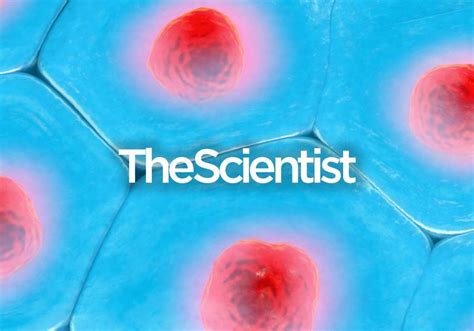 Exploring The Tumor Microenvironment With Spatial Biology The Scientist