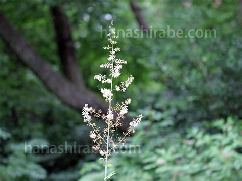 タケニグサ 花しらべ 花図鑑