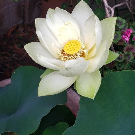 Dixie Tantardini Garden Grove Ca