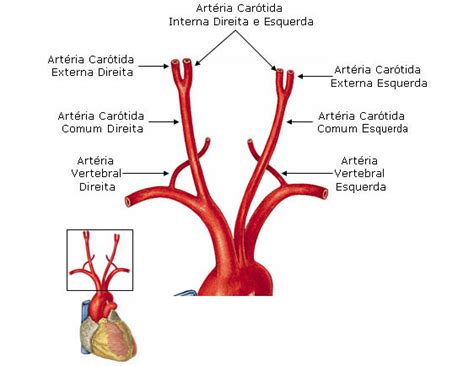 Ramas De La Arteria Carótida