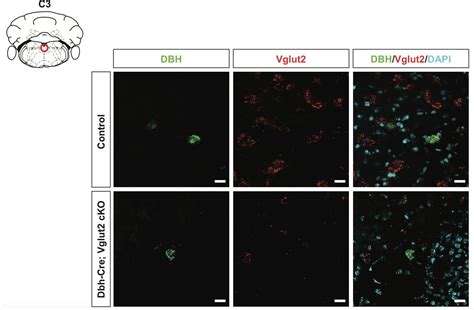 Figures And Data In Vglut2 Based Glutamatergic Signaling In Central Noradrenergic Neurons Is