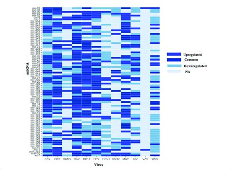 Heatmap Showing Human Mirna Expression Reported In Different Viruses
