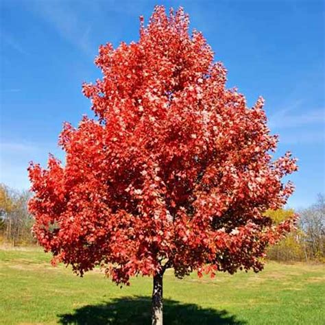 How To Grow And Care For Red Maple Trees Gardeners Path