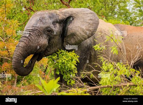 Beautiful Wild African Elephants In The Mole National Park The Largest
