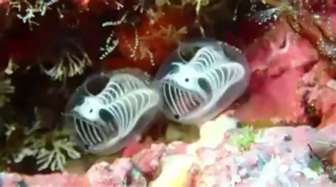 Panda Skeleton Sea Squirt Album On Imgur