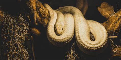 Comment créer un environnement virtuel Python sur Ubuntu